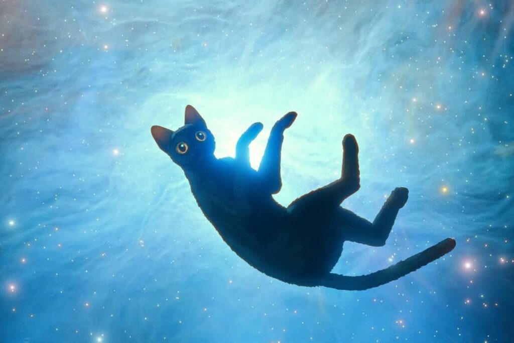 ‘Flow’: ¡Letonia en los Oscar! Director celebra histórico logro con su ...