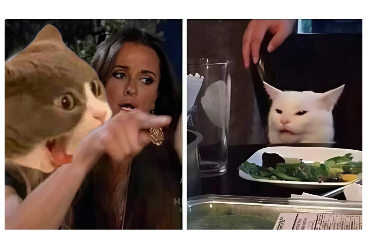 Día del Gato: ¿Cuál es el origen de los memes felinos más virales? - El ...