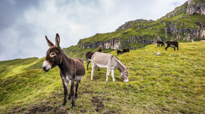 ¿Por qué la mula es un animal híbrido y no puede tener hijos? - El Comercio