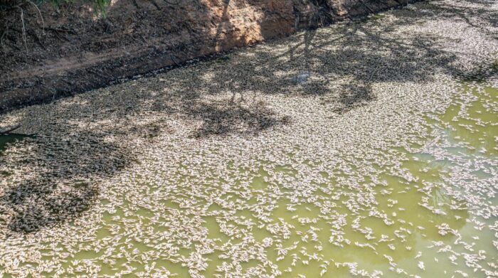 Miles de peces muertos en río de Australia - El Comercio