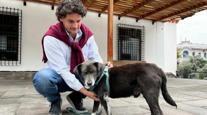 El perro de la Presidencia, Santi, fue adoptado y dejará Quito - El ...