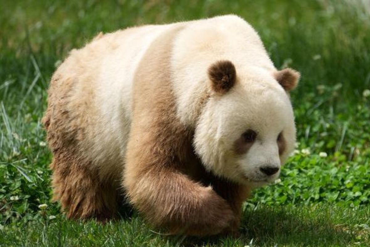 Proyecto De Hábitat Del Oso Panda