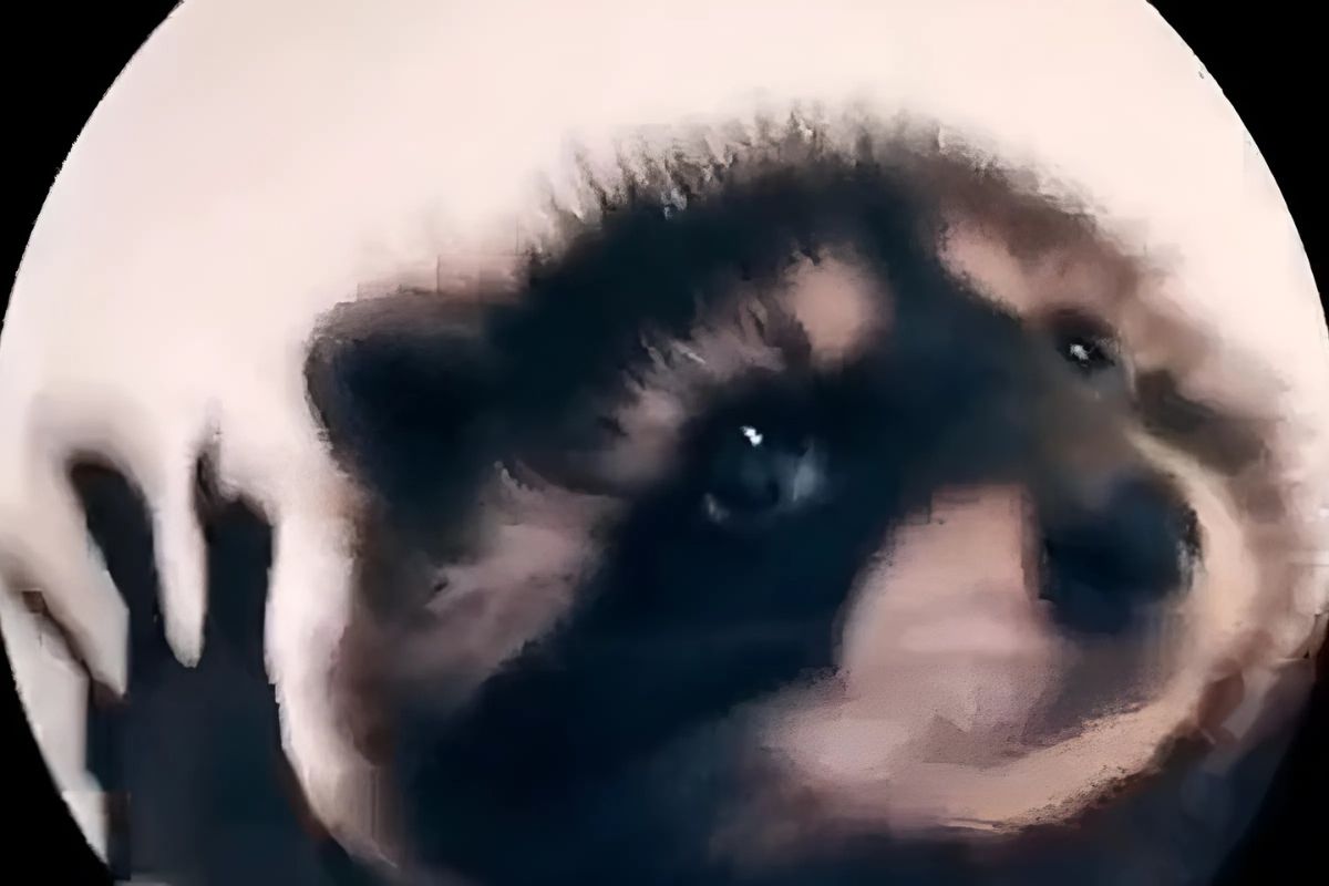 Este es el origen del video viral del mapache Pedro - El Comercio