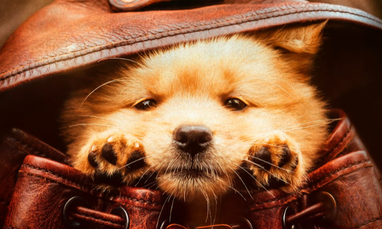 ¿Cuándo se estrena 'Hachiko 2: siempre a tu lado' en los cines de ...