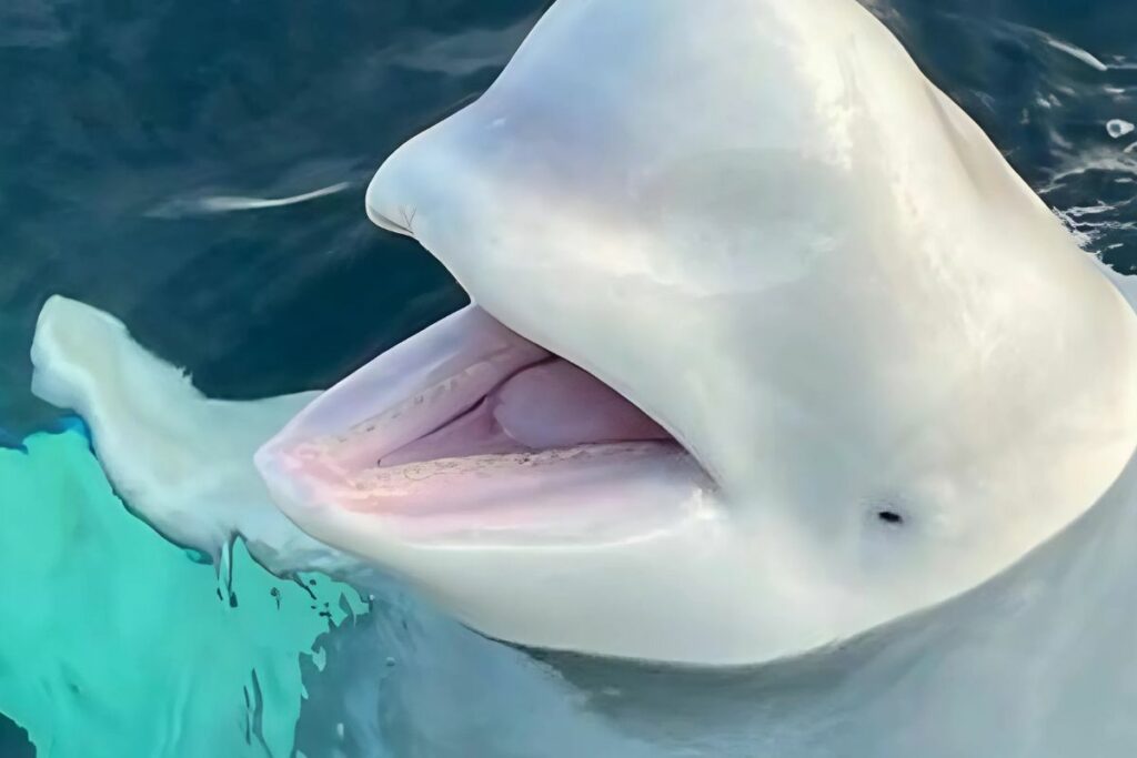 La ballena ‘espía rusa’ fue hallada muerta en Noruega - El Comercio