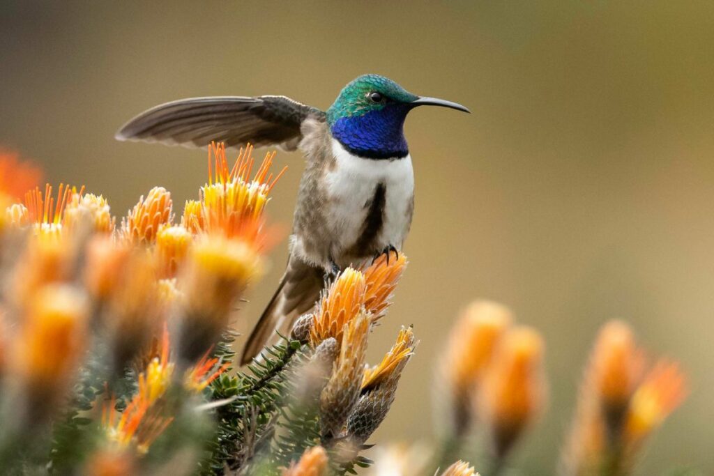 Así es el colibrí que una ONG busca salvar de la extinción con un ...