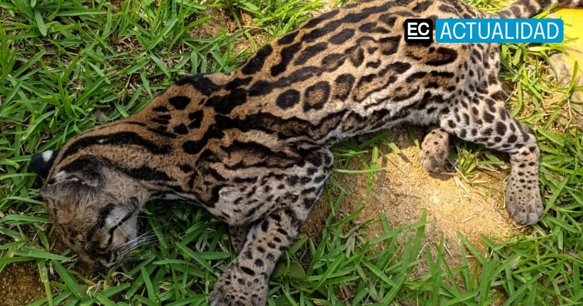 Un tigrillo muerto fue encontrado en Guayaquil, esto se sabe - El Comercio