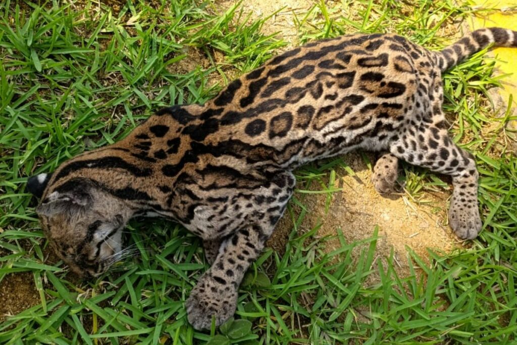 Un tigrillo muerto fue encontrado en Guayaquil, esto se sabe - El Comercio