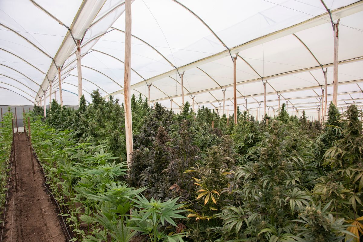 Cannabis, cáñamo y marihuana, ¿cuál es la diferencia? - El Comercio