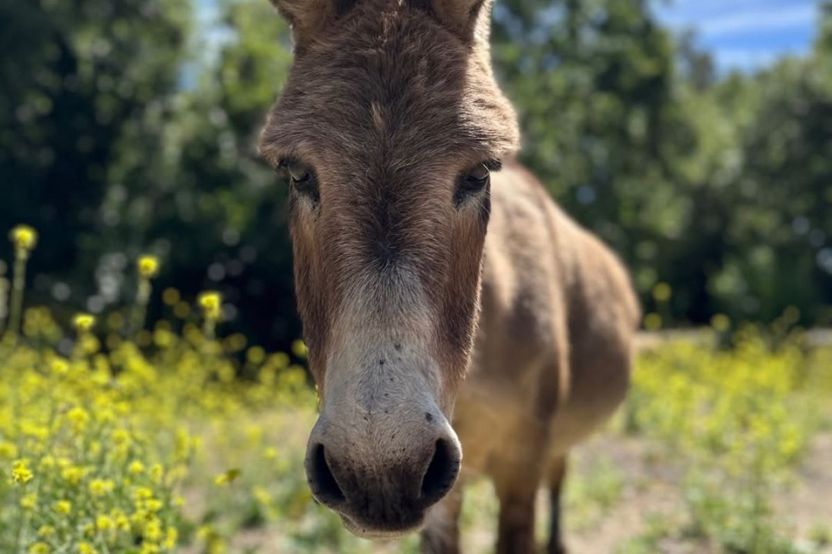 Murió el burro que dio vida al icónico personaje de ‘Shrek’ - El Comercio