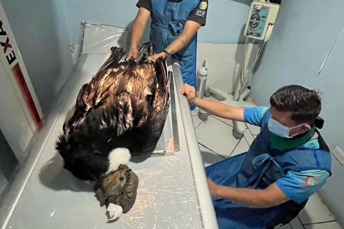 Cóndor andino rescatado en Cuenca está con pronóstico reservado - El Comercio