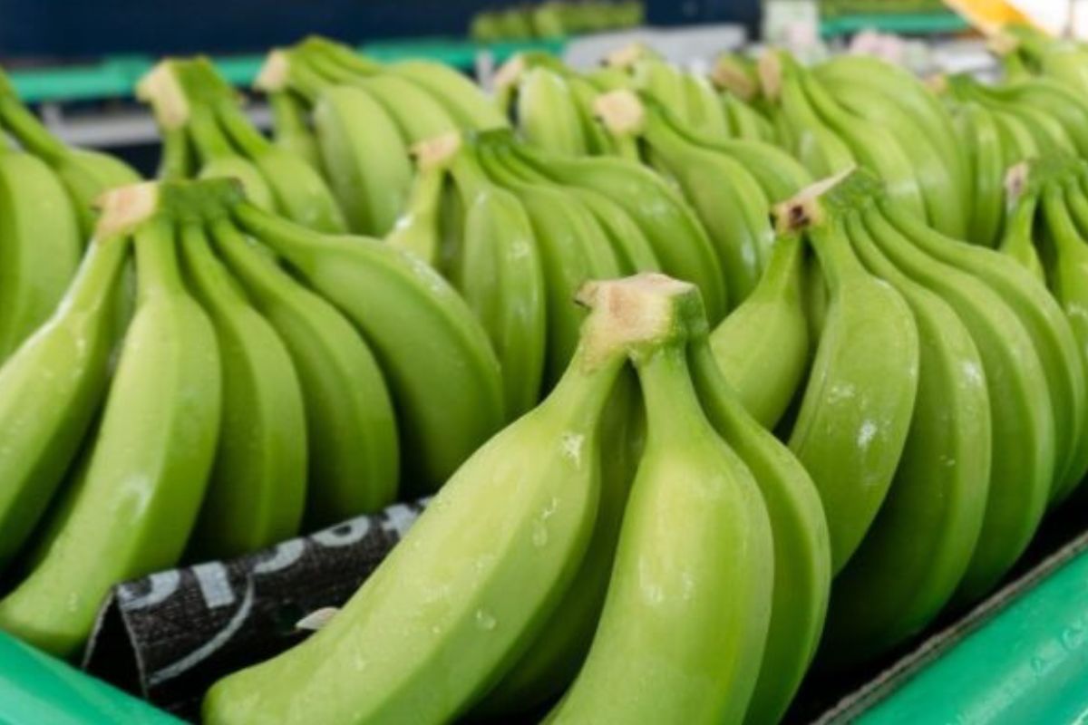 Ecuador, primer exportador mundial de banano, abre el 2025 con un ...