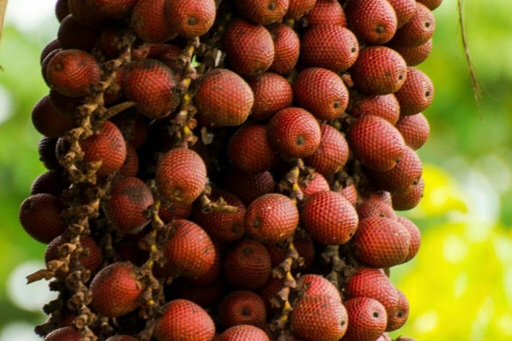 Ecuador exporta por primera vez diez toneladas de pulpa de morete a ...