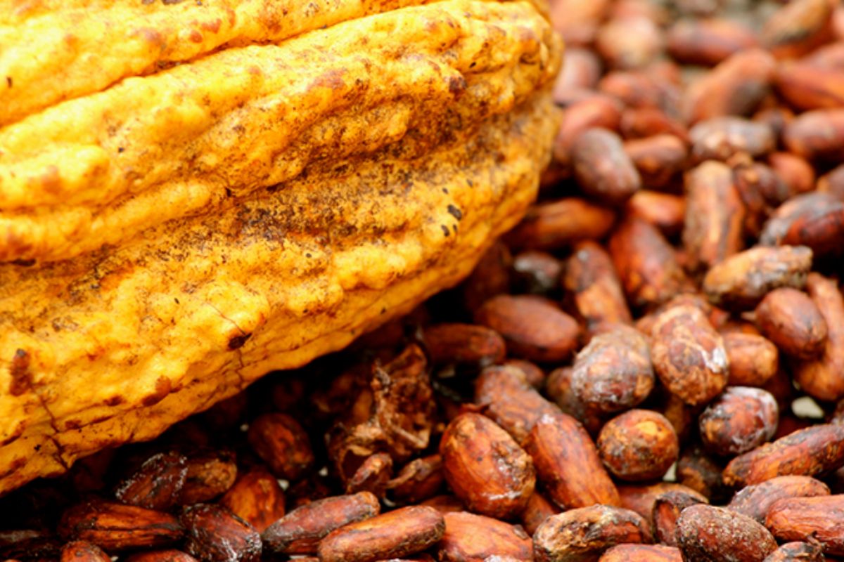 Exportaciones de cacao en Ecuador crecieron 174% en 2024, conozca sus principales destinos - El ...