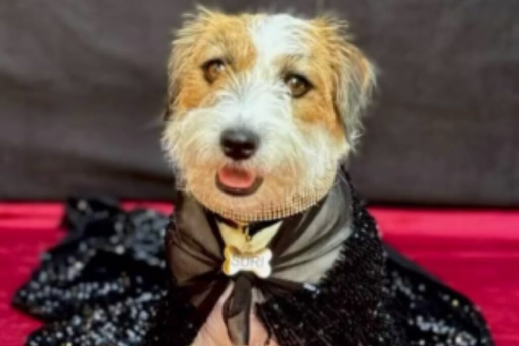 ¿Quién es la perrita estrella de los Oscar 2025? - El Comercio