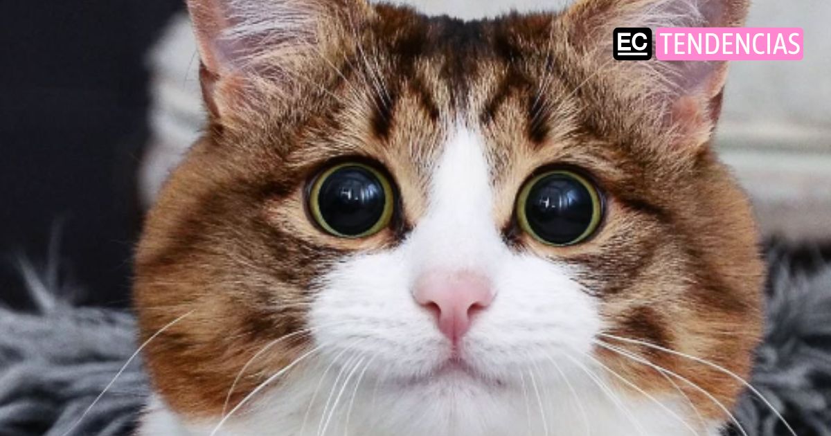 Un gatito con un pasado difícil conquista Instagram con su cara de ...