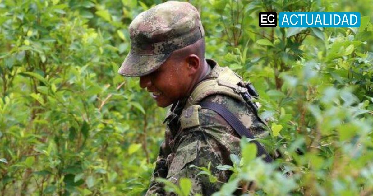 Colombia volverá a fumigar la coca con glifosato; se incluye la ...