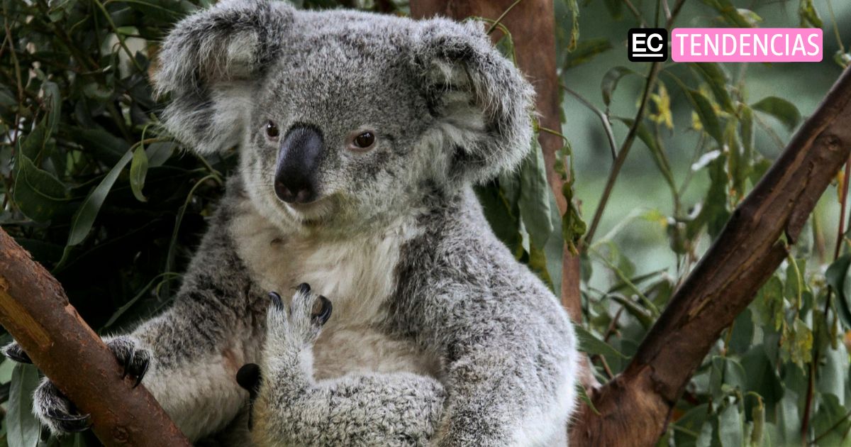 750 koalas sacrificados por francotiradores en Australia desatan polémica mundial - El Comercio