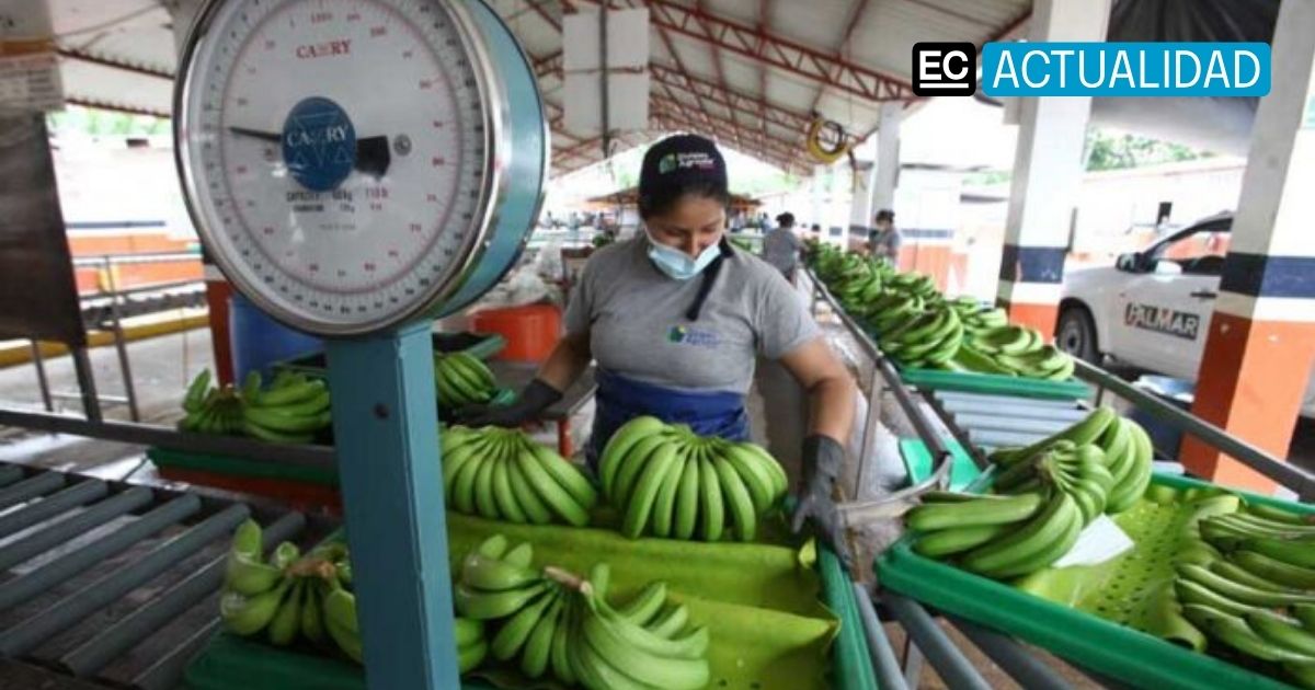 Exportaciones de banano de Ecuador se recuperan en el primer trimestre ...