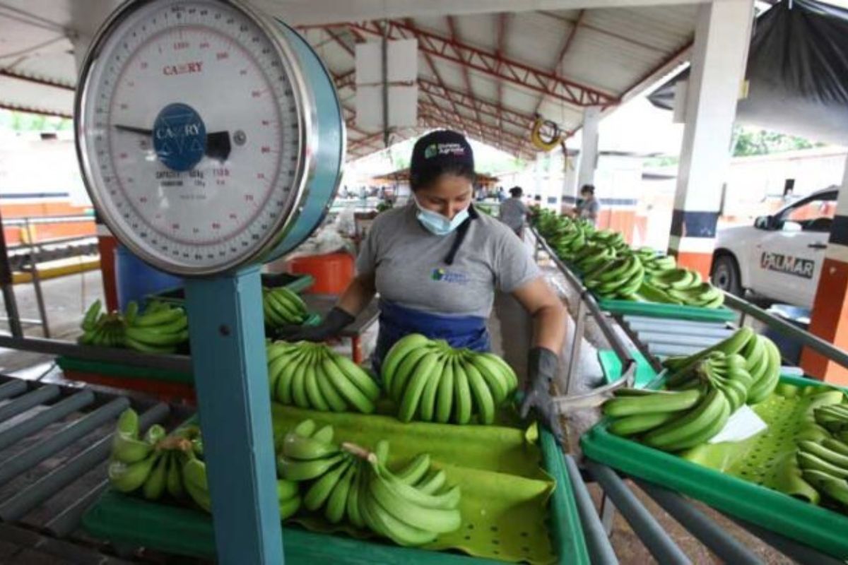 Exportaciones de banano de Ecuador se recuperan en el primer trimestre ...