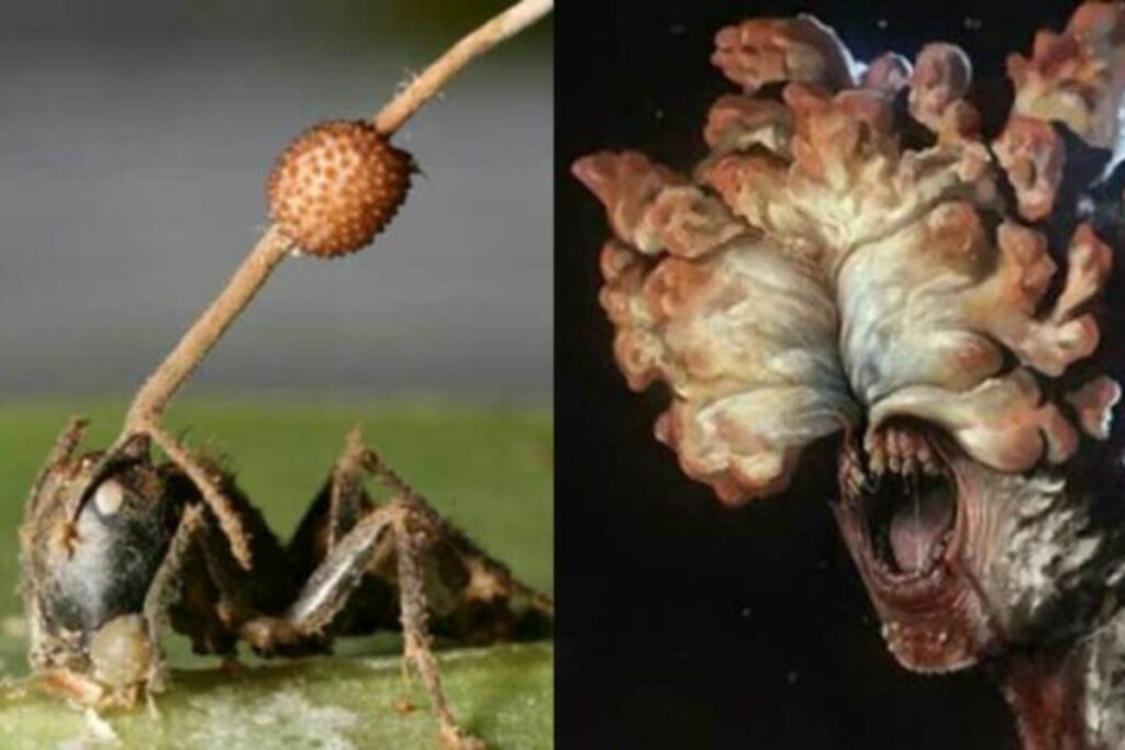 El temido hongo de 'The Last of Us' es real y se ha usado durante ...