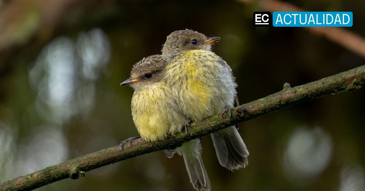 Galápagos reporta la reproducción histórica de dos especies de aves ...
