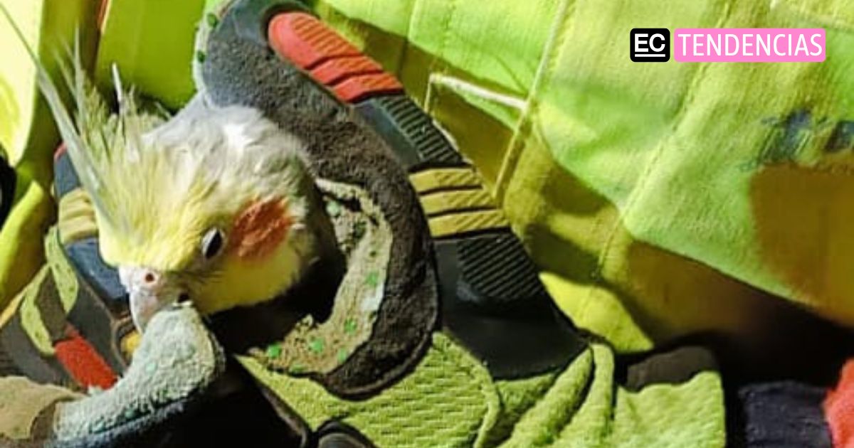 Un lorito en apuros movilizó a los bomberos de Quito - El Comercio