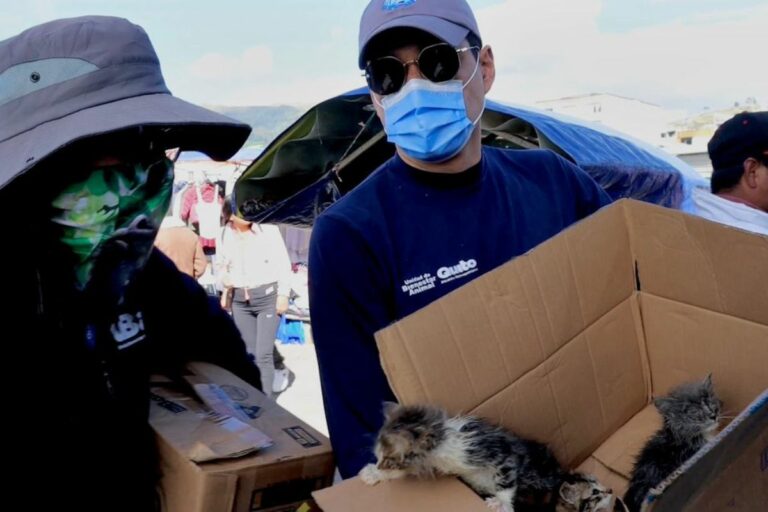 Rescatan a 11 animales en operativo contra la venta ilegal en un ...