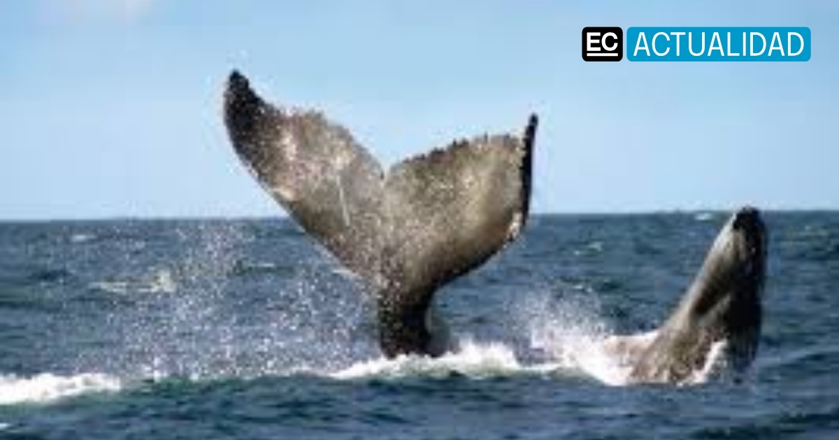 El festival para el avistamiento de ballenas en Puerto López empieza ...