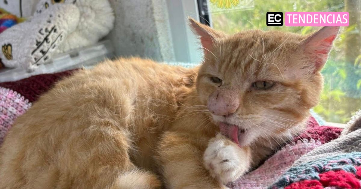 El gato 'narizón', la verdad sobre la enorme nariz que conmueve al ...
