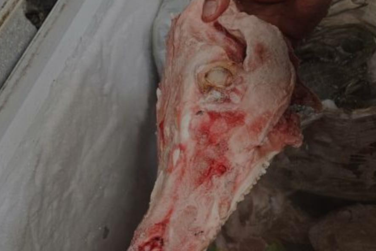 Arcsa encuentra cráneos de animales en chifa, en Guayaquil; estas ...