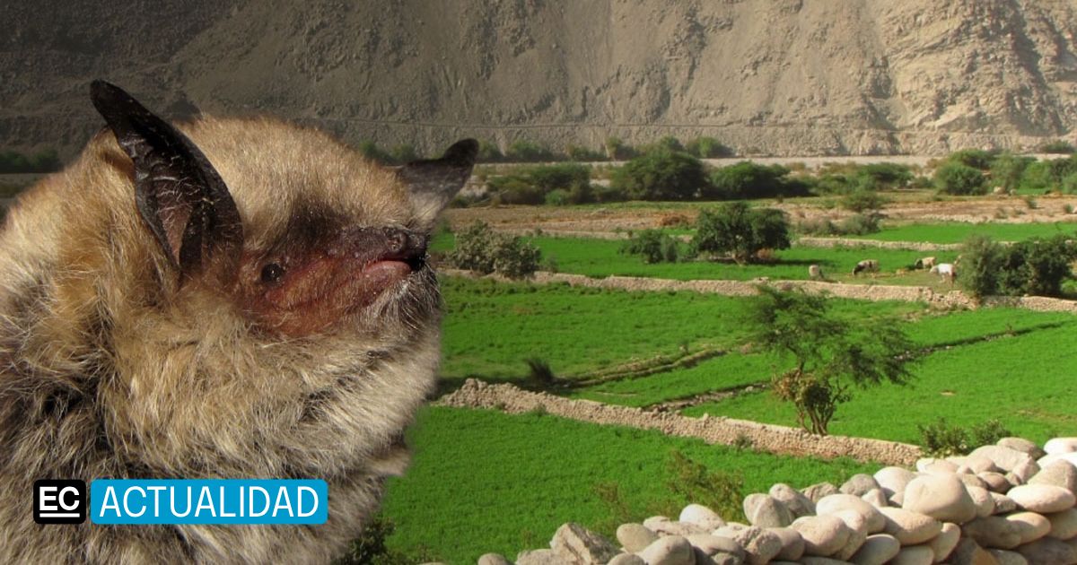 Murciélago inédito en los Andes, el hallazgo científico que une a Perú ...