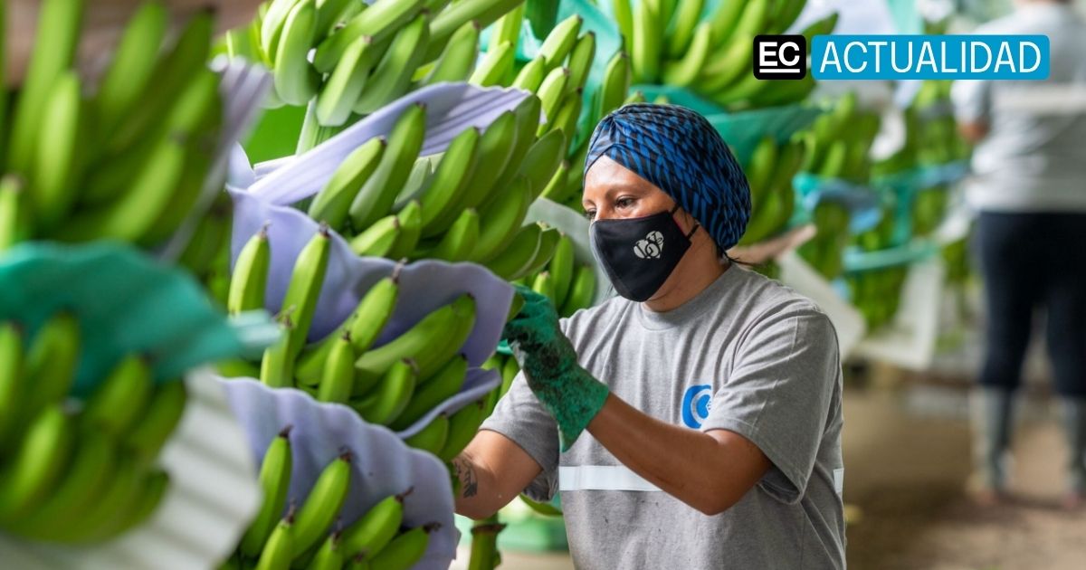 Exportaciones de banano ecuatoriano sorprenden con fuerte alza en China ...