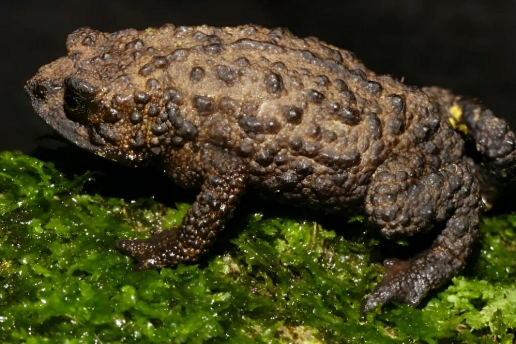 Descubren nuevo sapo andino en Ecuador y lo nombran como reconocido ...