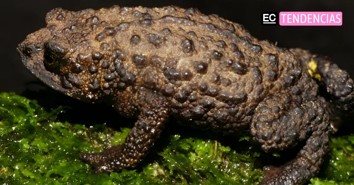 Descubren nuevo sapo andino en Ecuador y lo nombran como reconocido presentador de TV - El Comercio