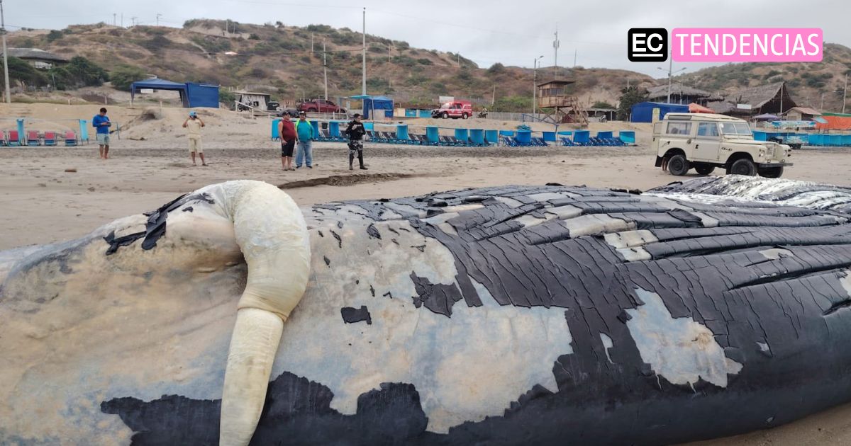 Una ballena gigante varada en Ecuador alerta a expertos y autoridades ...