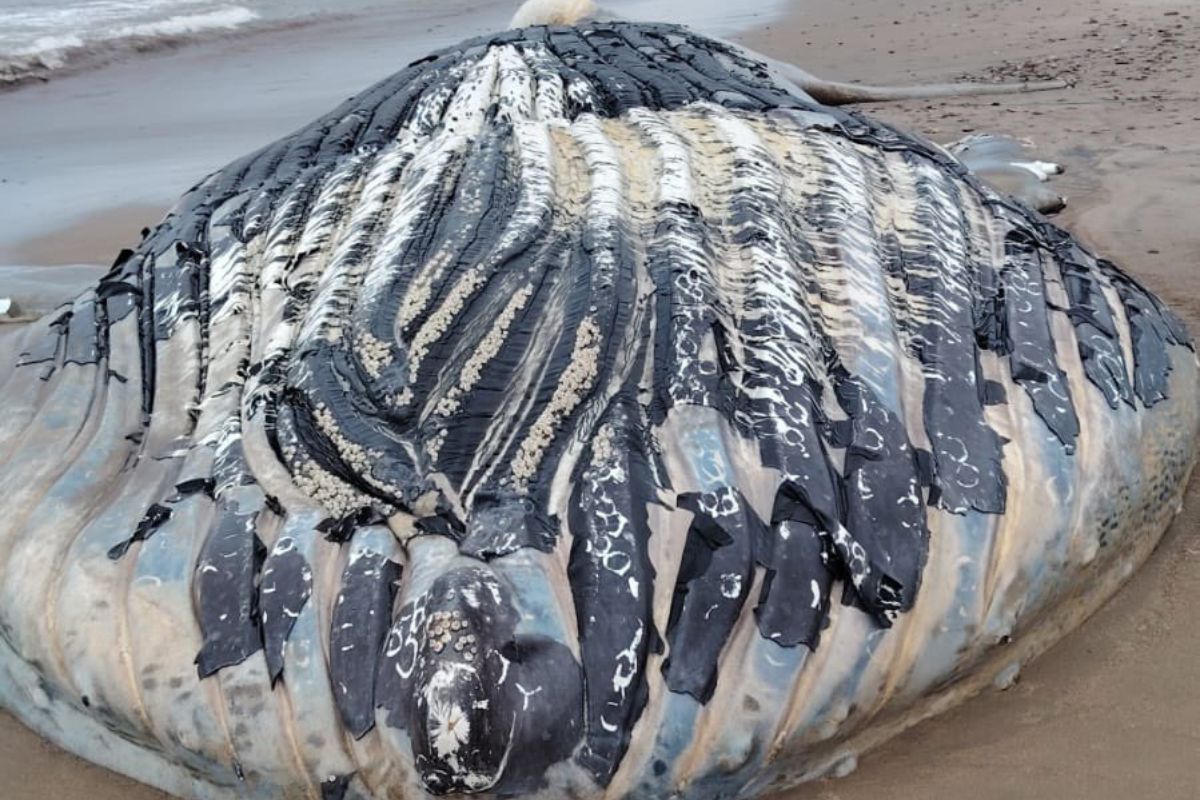 Ballena Varada Calabria Italia Bienes Raíces