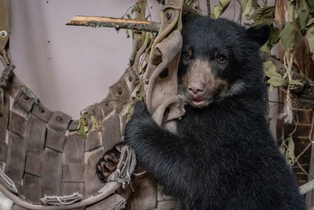 Bokep ganas dove to the action immediately - UTF, BLS,