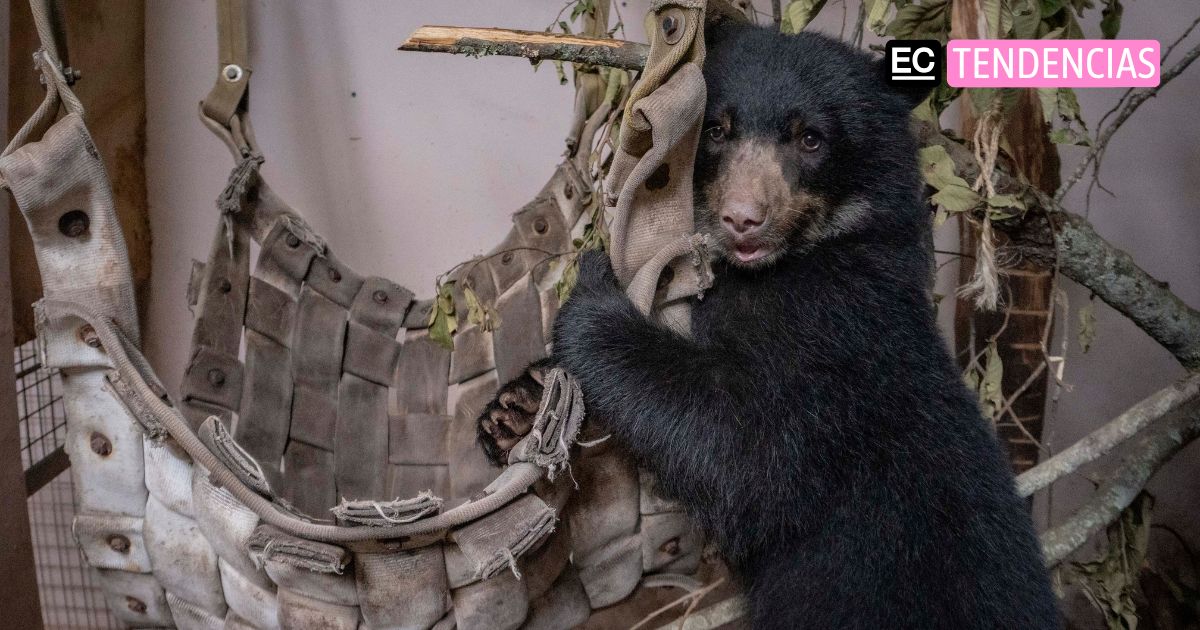 Bokep ganas dove to the action immediately - UTF, BLS,