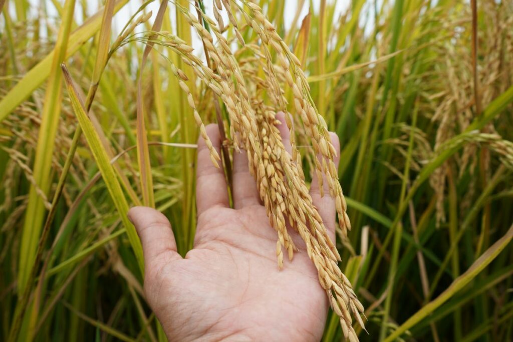 El Gobierno de Ecuador comprará arroz con cáscara a pequeños ...