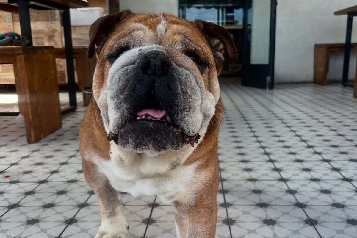 Roscoe, el célebre bulldog de Lewis Hamilton, que conquistó Instagram ...
