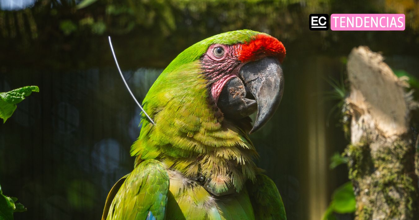 Crisis en los cielos, la batalla por salvar al Guacamayo Verde en ...