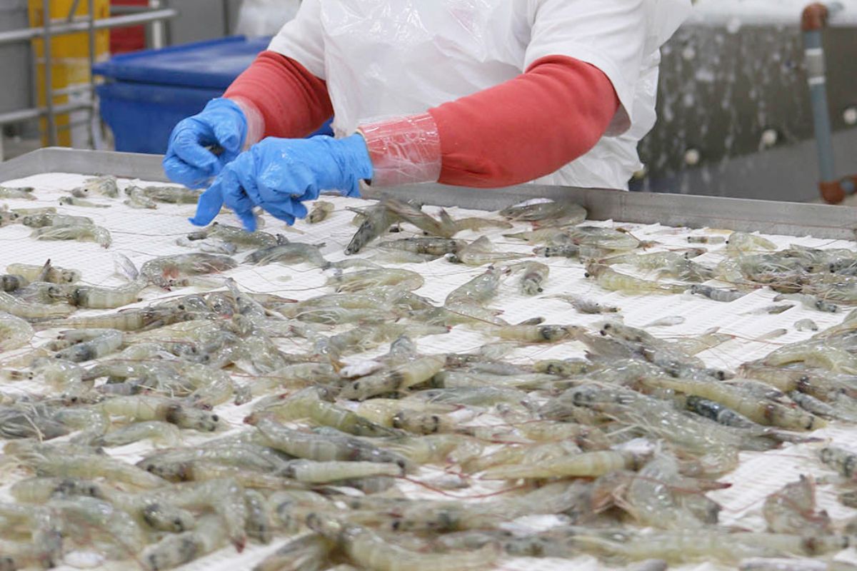Ecuador se consolida como el mayor exportador mundial de camarón - El Comercio