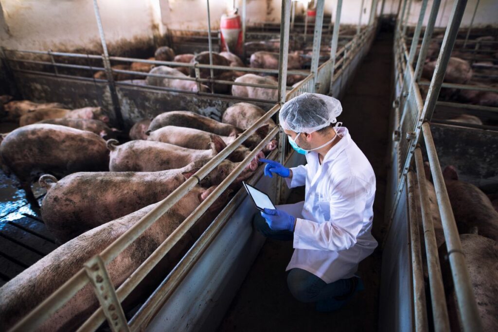 Ministerio de Salud de Ecuador da detalles sobre la peste porcina ...