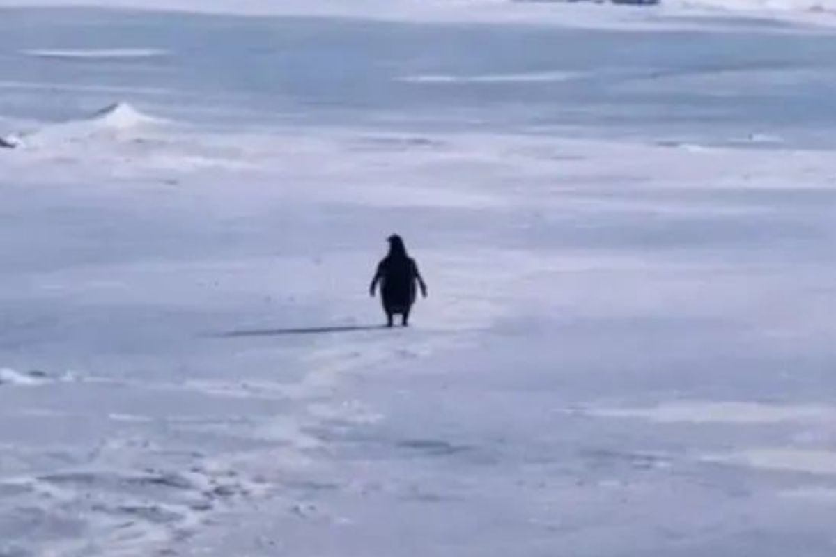 El Pingüino Nihilista: el fenómeno viral que une el cine de Herzog y la ...