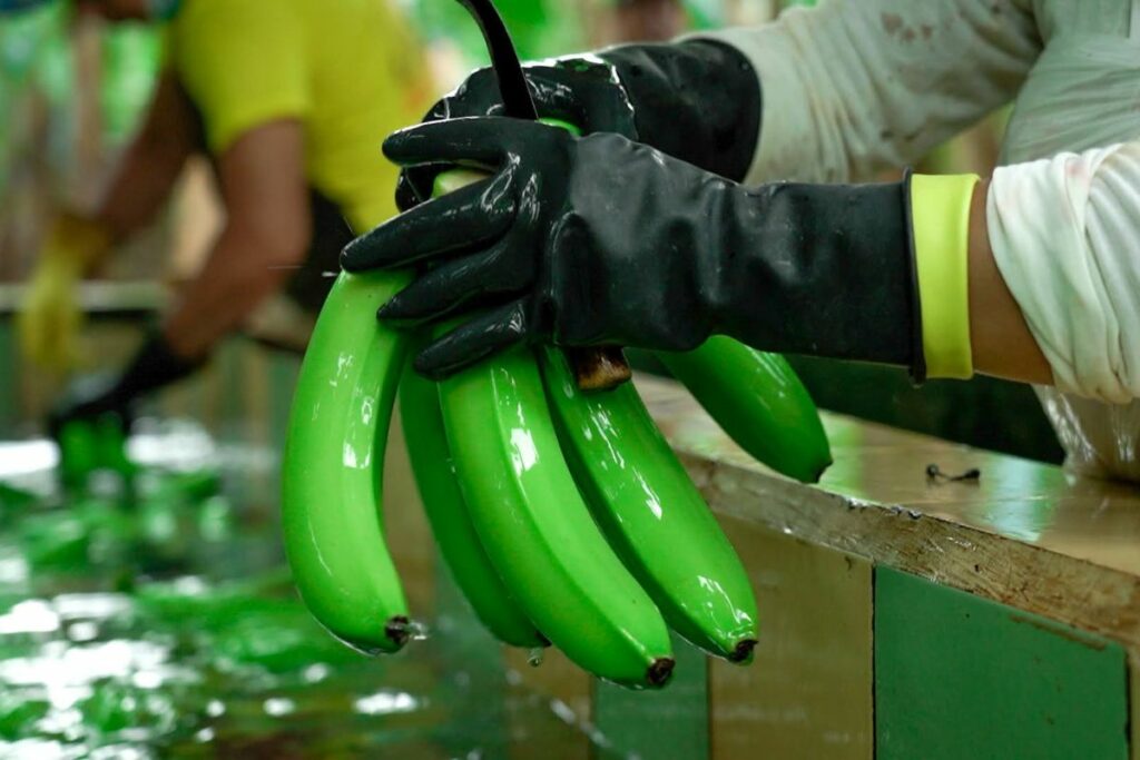 Ecuador lidera iniciativa regional para fortalecer genéticamente el ...