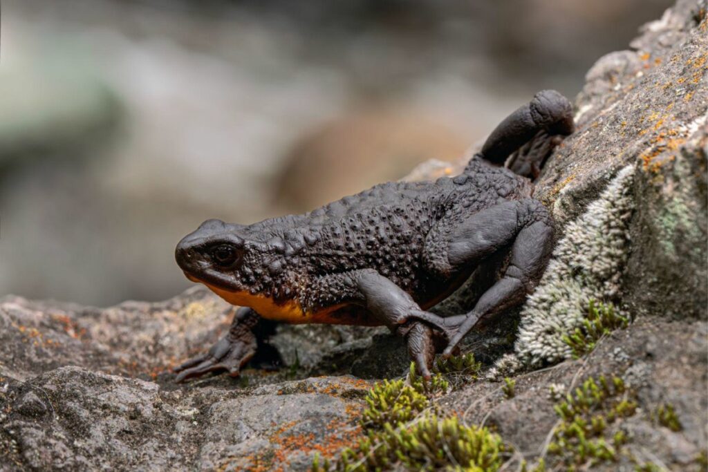 Justicia detiene ampliación vial en Cotopaxi para evitar la extinción ...