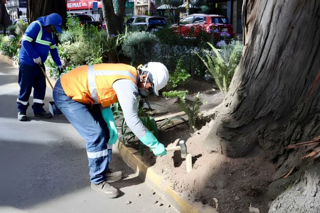 Municipio de Quito asegura que controló plaga de ratas en la avenida ...