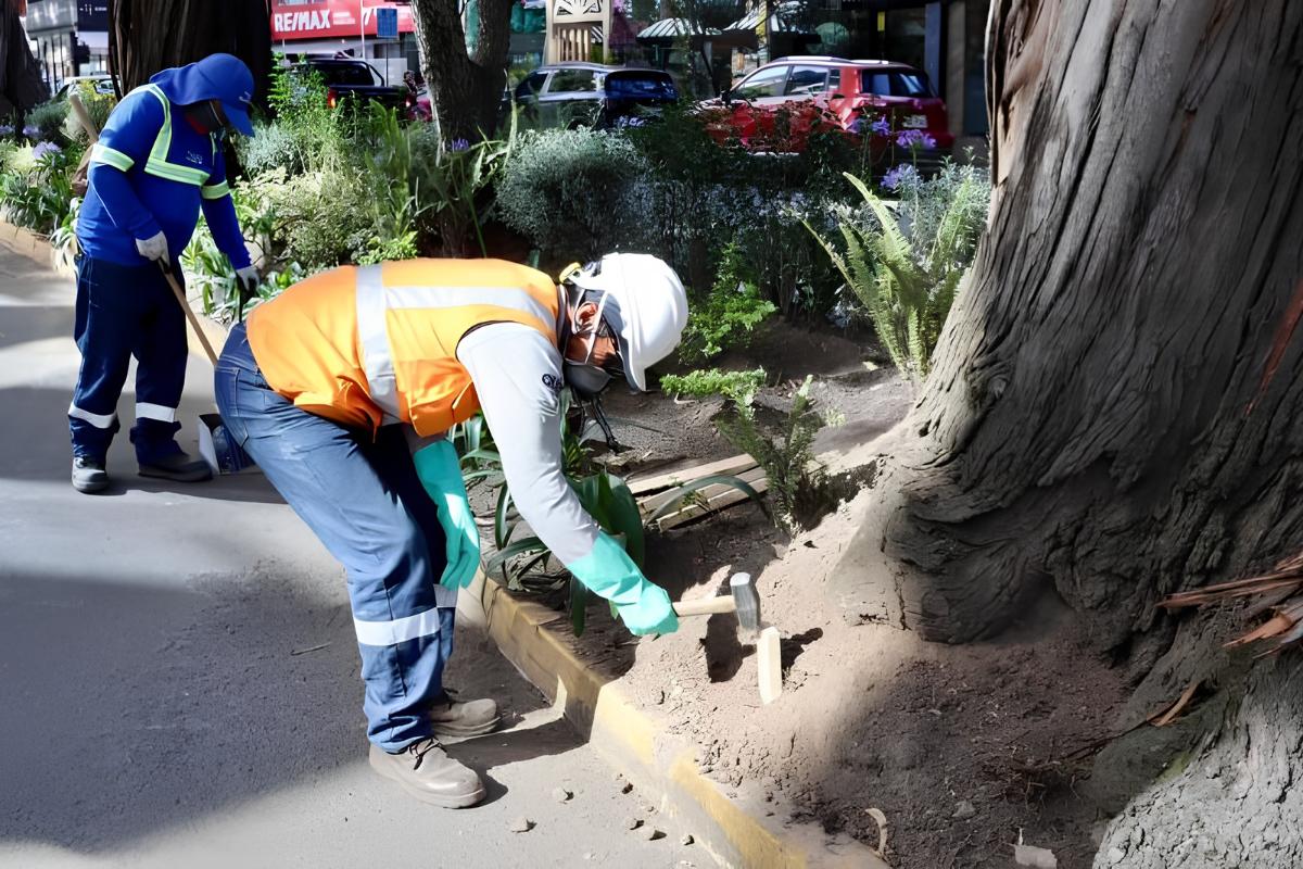 Municipio de Quito asegura que controló plaga de ratas en la avenida ...
