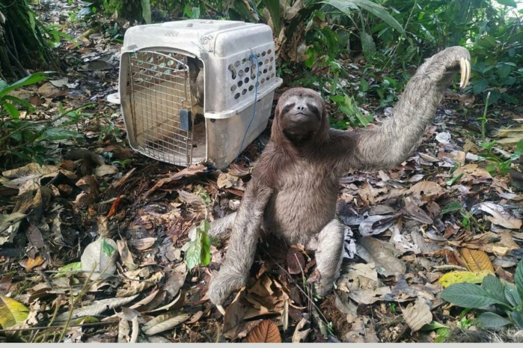 Estrategia del MAE reduce el tráfico de fauna y flora silvestre en ...